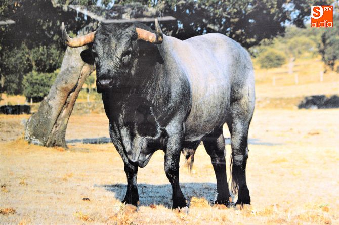 “La vaca morucha produce una carne de excelente calidad, aunque la ...